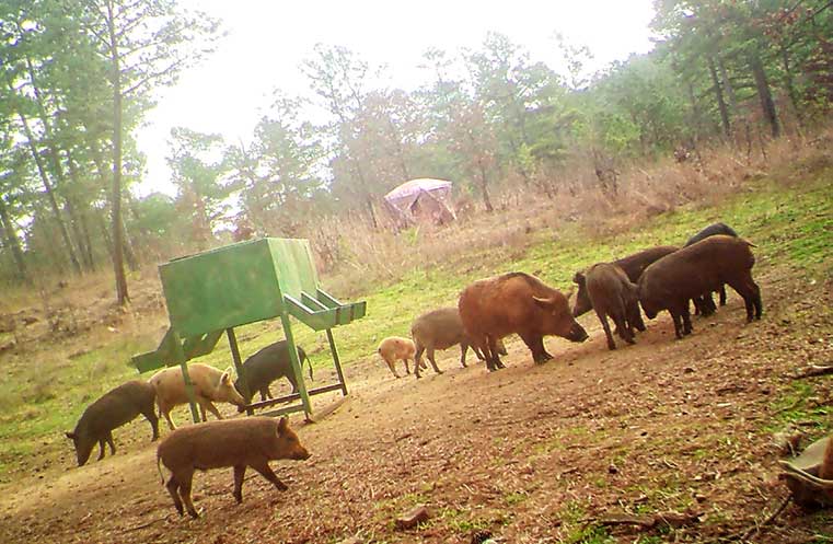 Choctaw Hunting Lodge | Hogs