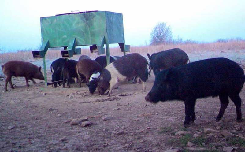 Choctaw Hunting Lodge | Hogs