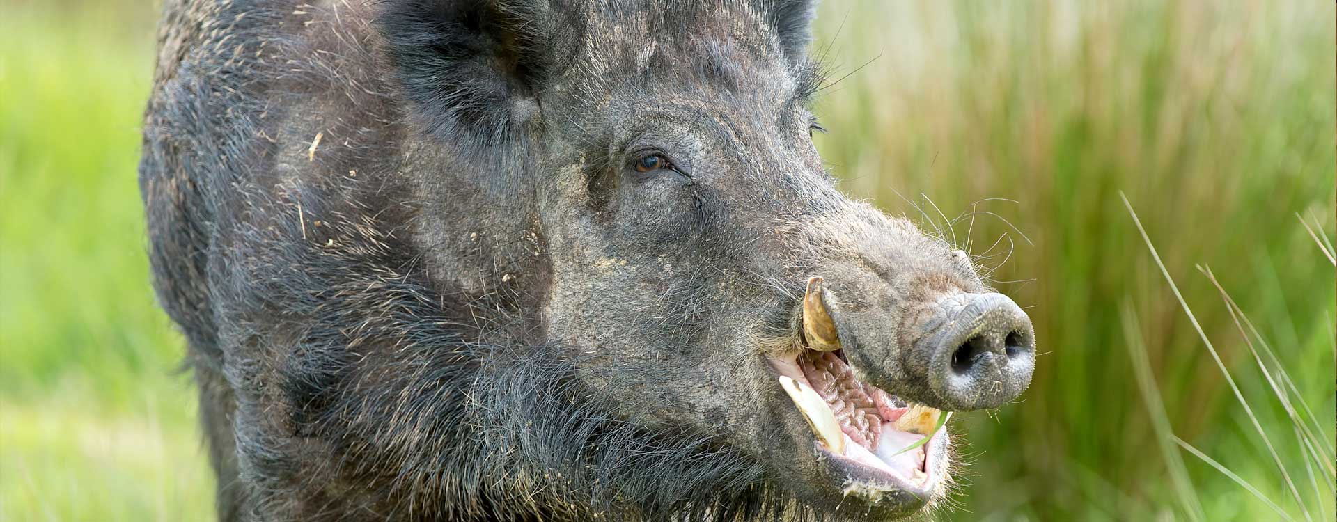 Choctaw Hunting Lodge | Hogs