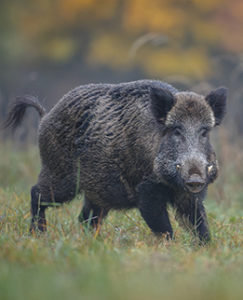 Choctaw Hunting Lodge | 44,000 Acres of hunting land creates memories ...