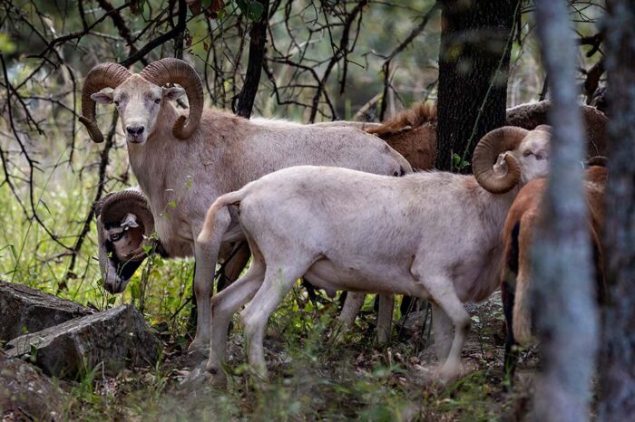 Choctaw Hunting Lodge | Ram Photos