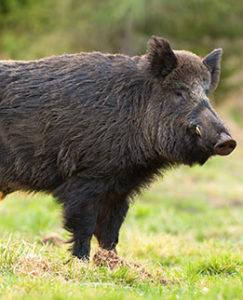 Choctaw Hunting Lodge | 44,000 Acres of hunting land creates memories ...